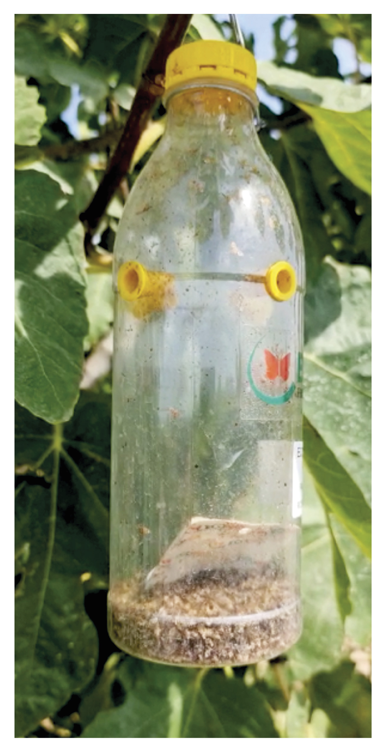 Ceratitis capitata | Fruit fly | ECONEX pheromones and traps