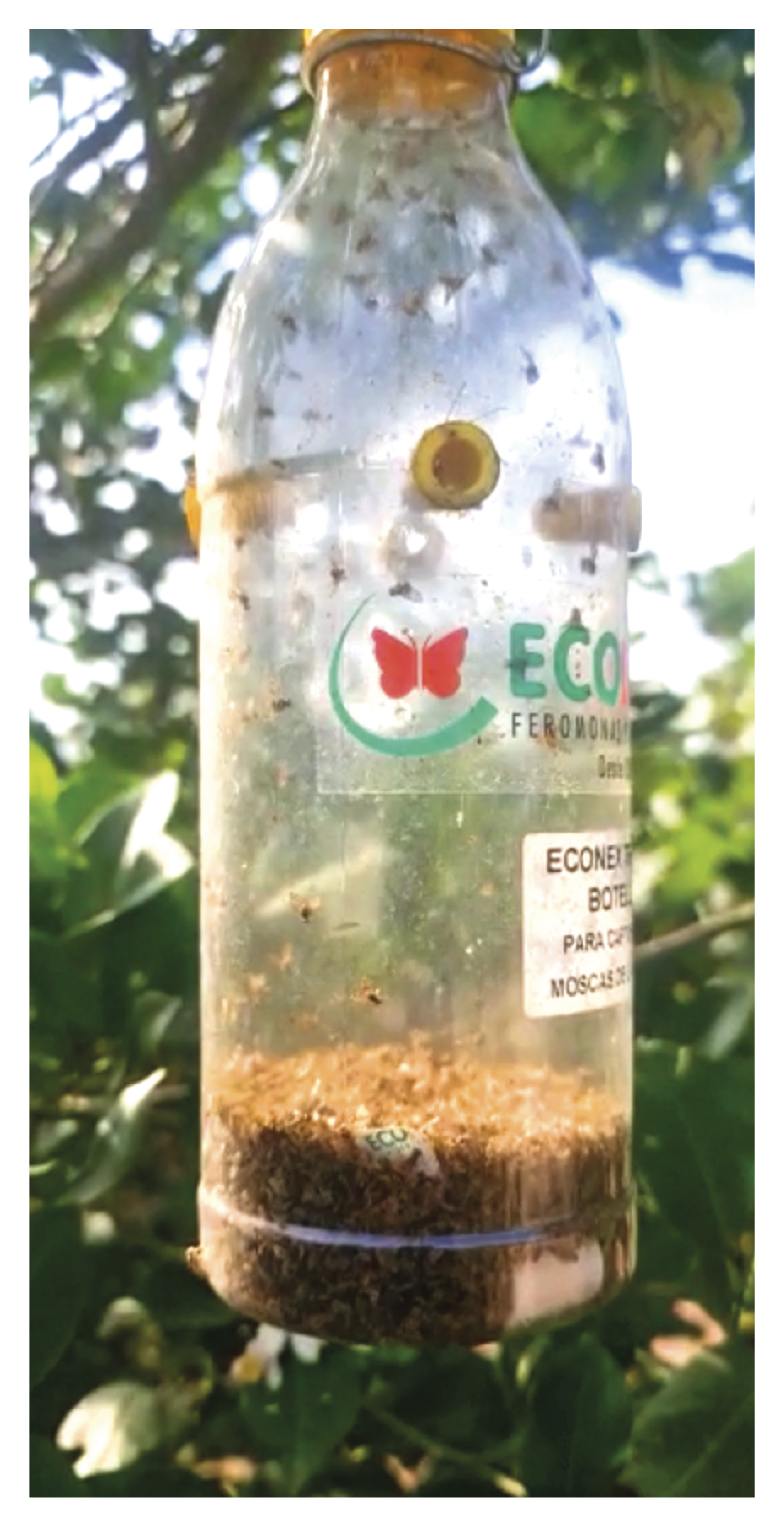 Ceratitis capitata | Fruit fly | ECONEX pheromones and traps