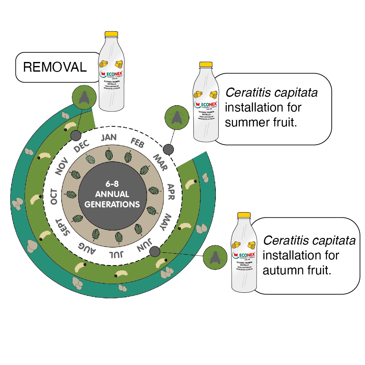 Ceratitis capitata | Fruit fly | ECONEX pheromones and traps